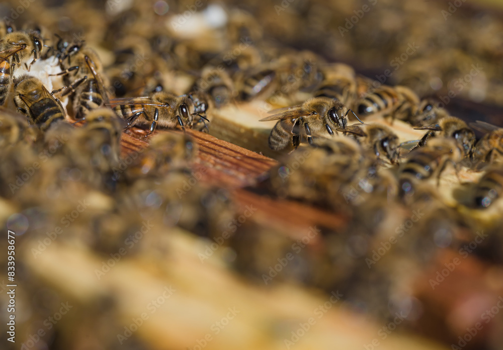 Pszczoła miodna na plastrze z wosku pszczelego. Naturalne środowisko ...