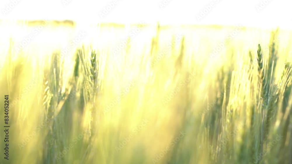 Authentic scenic wheat ears stem close-up. Sun rays and lens flares ...