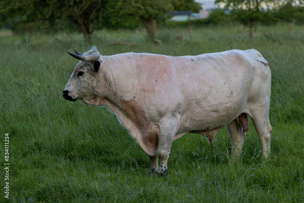 Rare breed. White Park cattle. English beef cattle. Stock Photo | Adobe ...