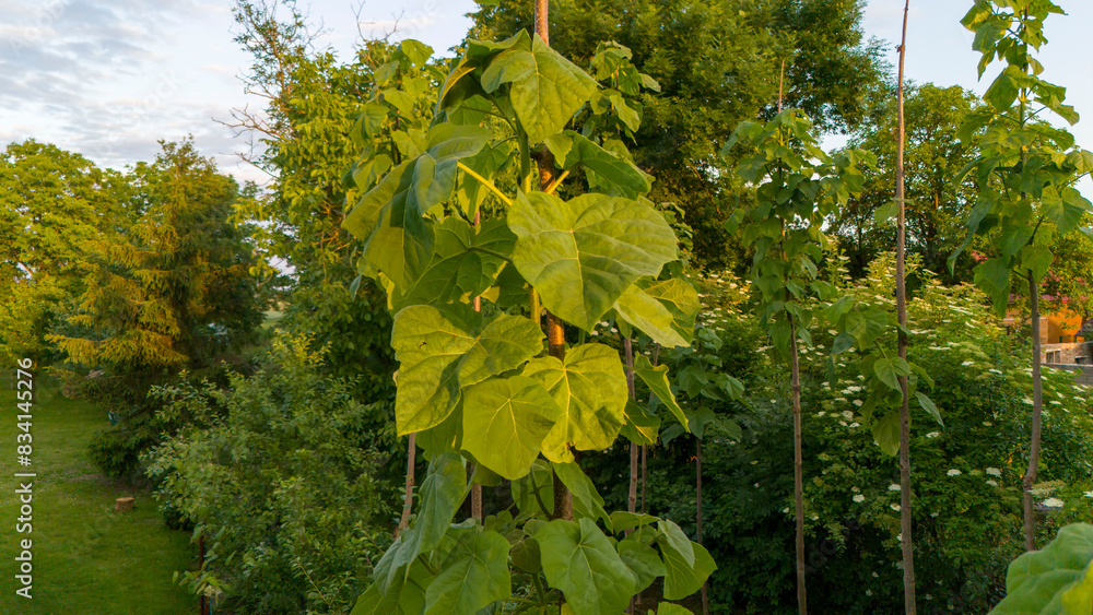 Paulownia Tomentosa (Foxglove Tree) tree. paulownia plant leaves ...