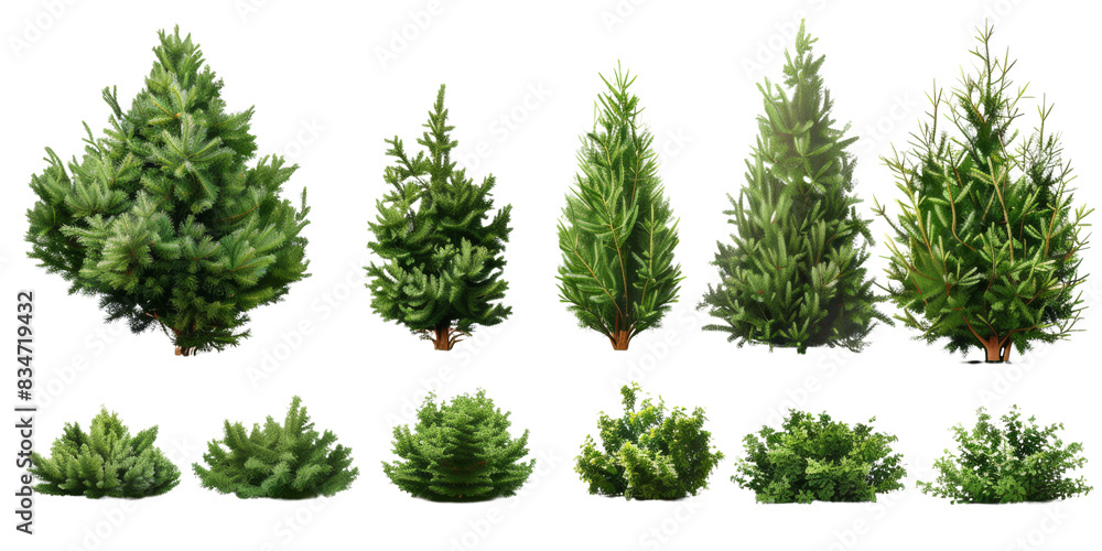 This image features ten different evergreen trees and shrubs isolated ...