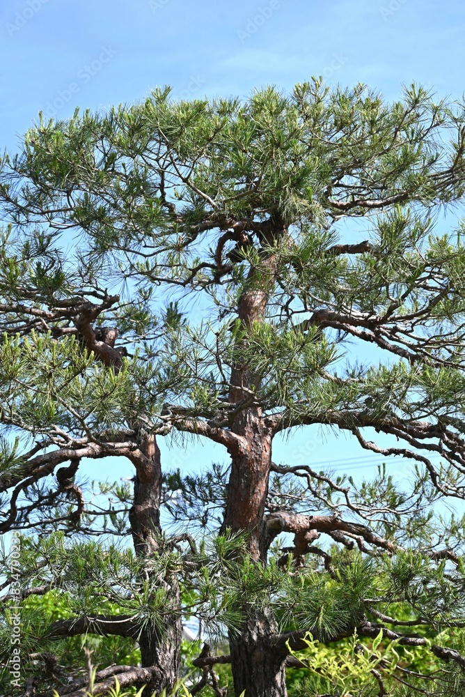 Japanese red pine (Pinus densiflora). It is characterized by its red ...