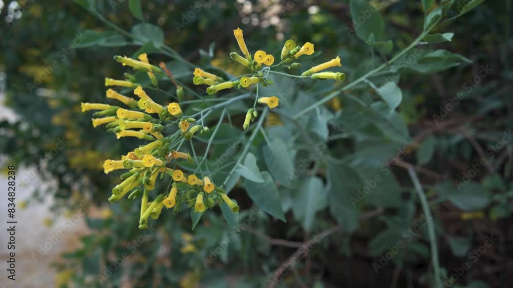 Nicotiana glauca ( Tobacco Tree ) is an invasive plant in Israel ...