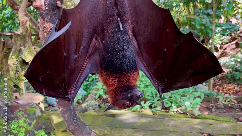 Giant fruit bats or large flying foxes - Pteropus vampyrus, Pteropus ...