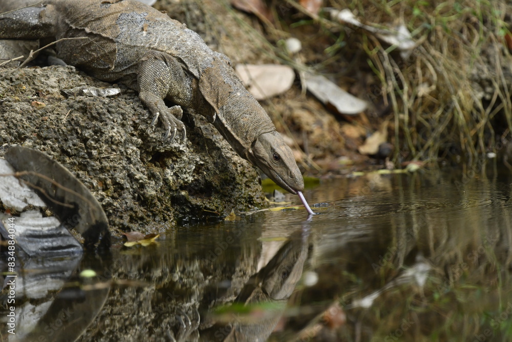 Foto de Monitor lizards are lizards in the genus Varanus, the only ...