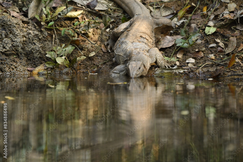 Monitor lizards are lizards in the genus Varanus, the only extant genus ...