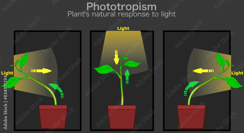 Phototropism light diagram. Plants natural response to light, grows in ...