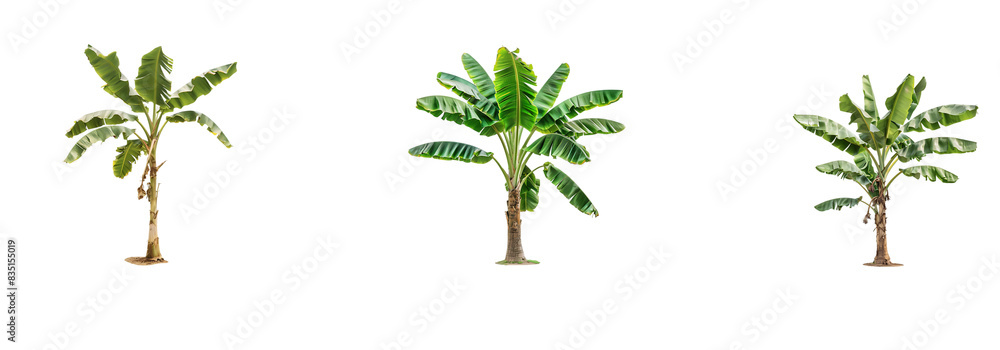 Stages of Banana Tree Growth Isolated on White Background - Botanical ...