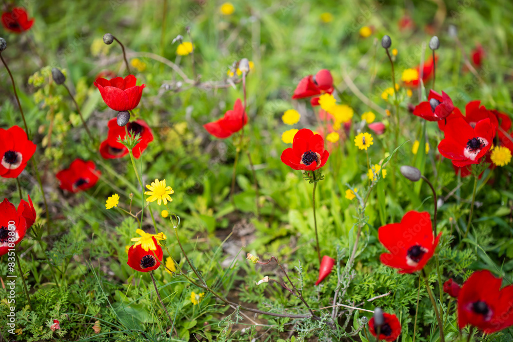 Red anemones (kalaniot) blooming in the fields of southern Israel ...