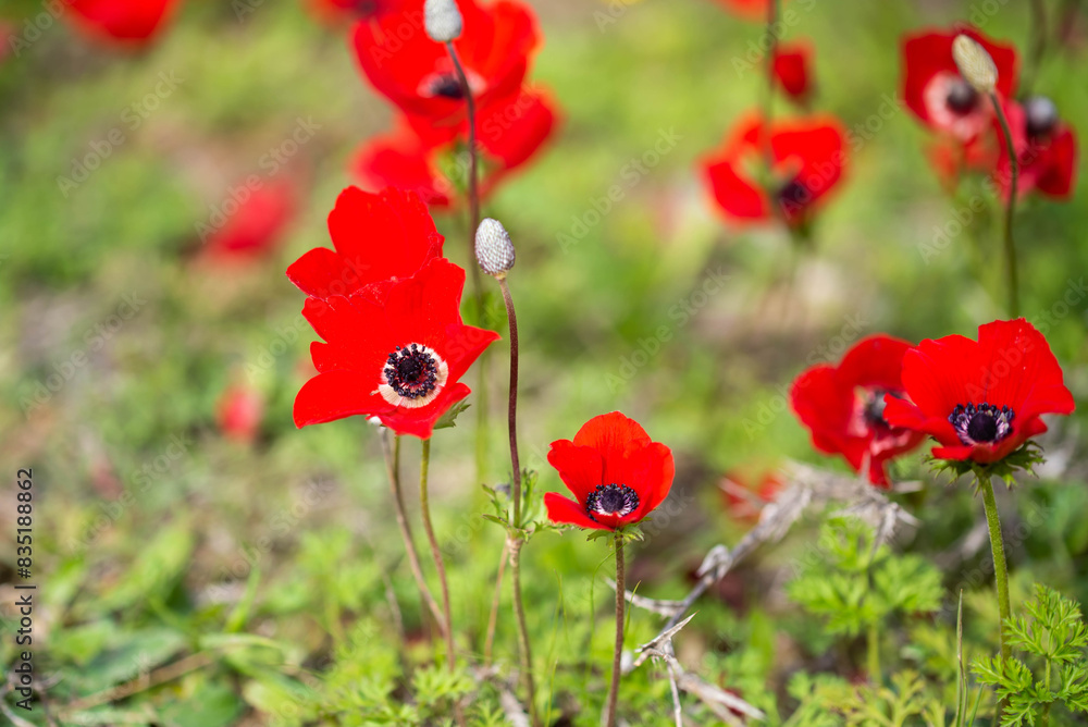 Red anemones (kalaniot) blooming in the fields of southern Israel ...