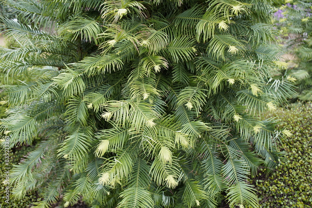 Wollemia (Wollemia nobilis) is a genus of coniferous trees in the ...