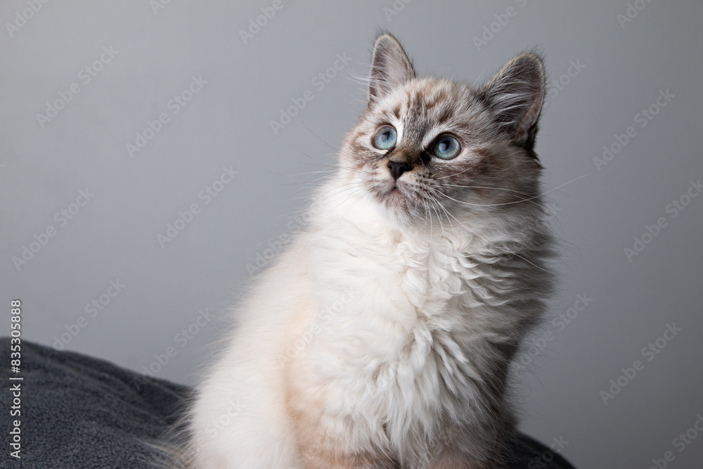 Cachorro de gato siamés red point en fotografías tipo estudio con ...