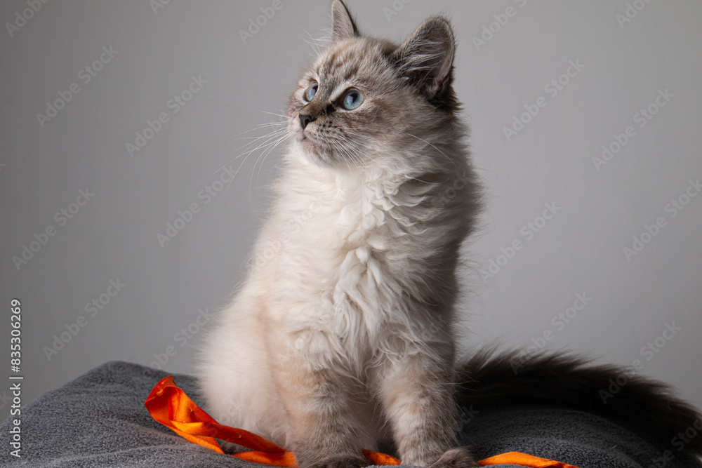 Cachorro de gato siamés red point en fotografías tipo estudio con ...