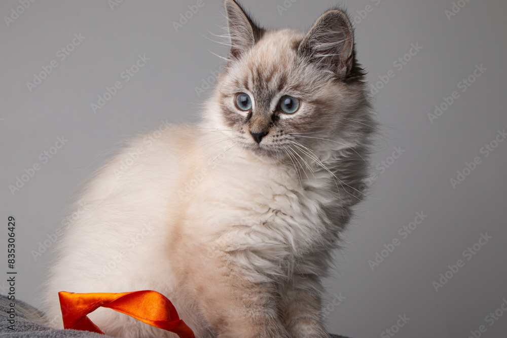 Cachorro de gato siamés red point en fotografías tipo estudio con ...