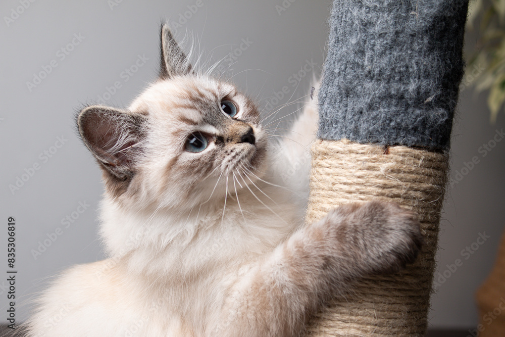 Cachorro de gato siamés red point en fotografías tipo estudio con ...