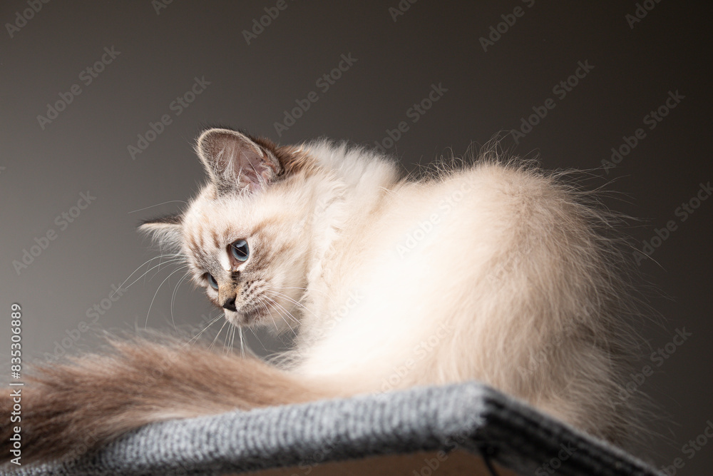 Cachorro de gato siamés red point en fotografías tipo estudio con ...