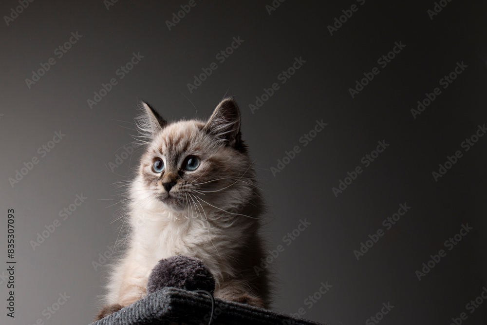 Cachorro de gato siamés red point en fotografías tipo estudio con ...