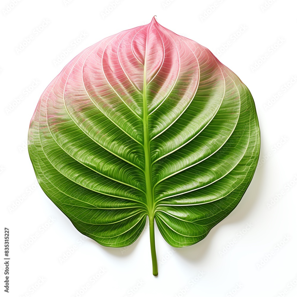Alocasia pink dragon leaf, detailed, realistic, 4k, high quality, white ...