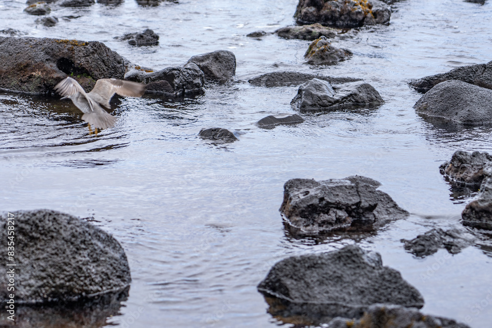 The wandering tattler (Tringa incana; formerly Heteroscelus incanus) is ...