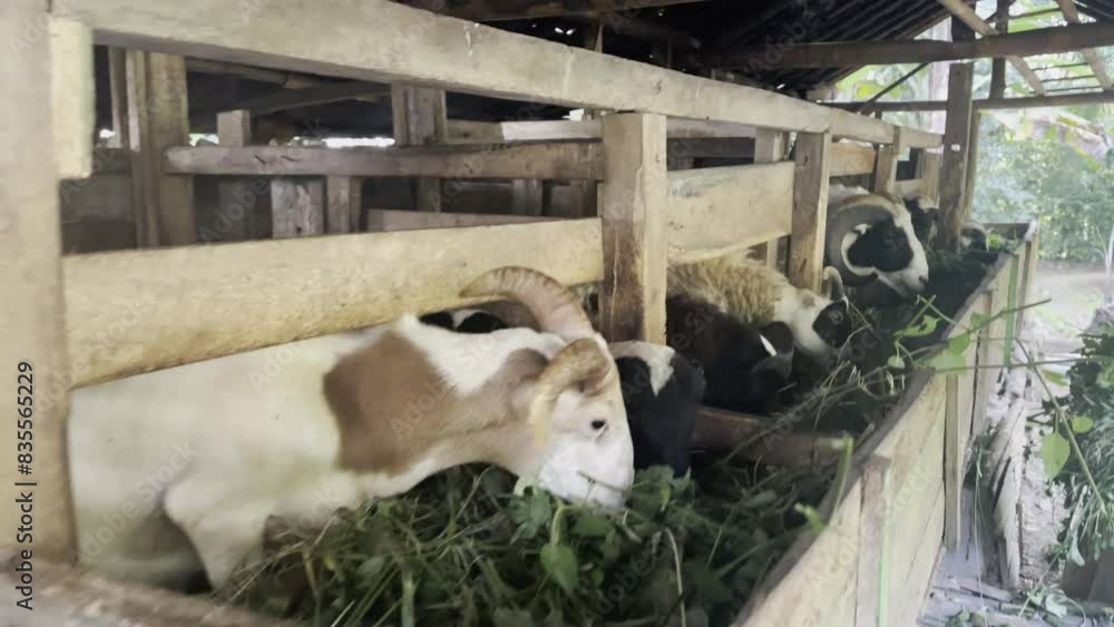 Footage of the goats are eating grass in their stable. it's Indonesian ...