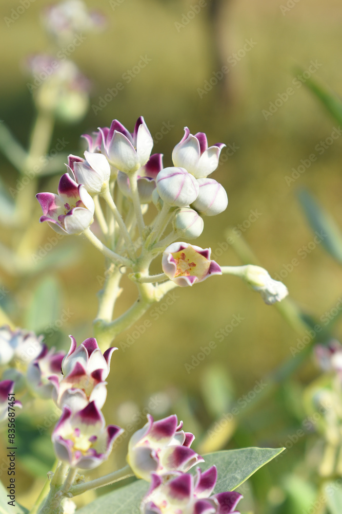Calotropis procera flower closeup, Calotropis procera, Madar Plant With ...