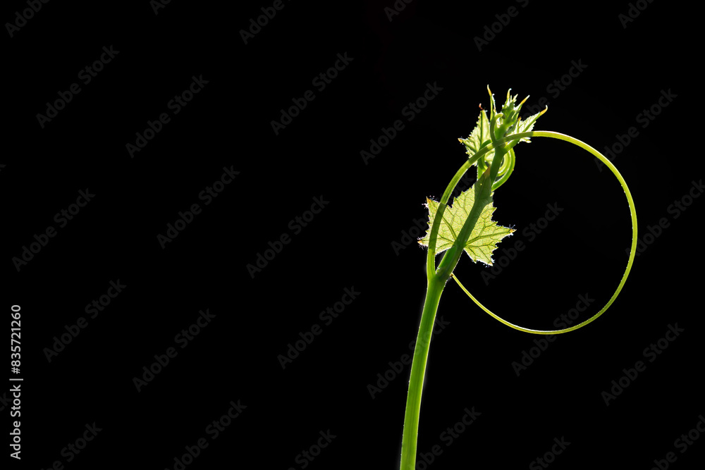 Ivy gourd It is a creeping plant with svelte shaped leaves. There are ...