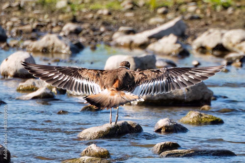 Fotografia do Stock: The killdeer (Charadrius vociferus) in flight. The ...