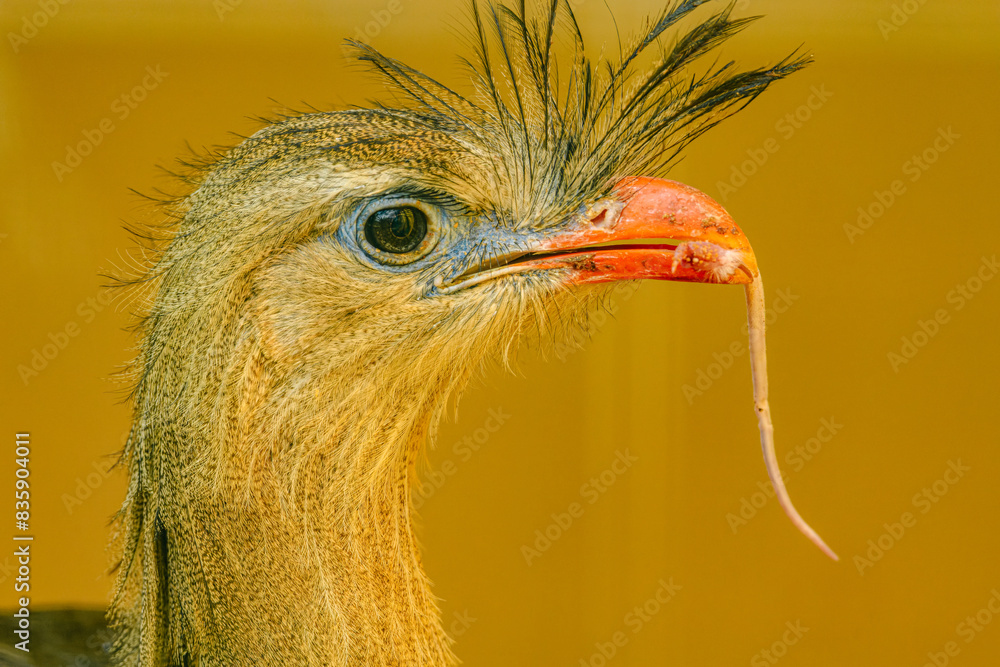 red-legged seriema (Cariama cristata) with mouse tail in beak Stock ...