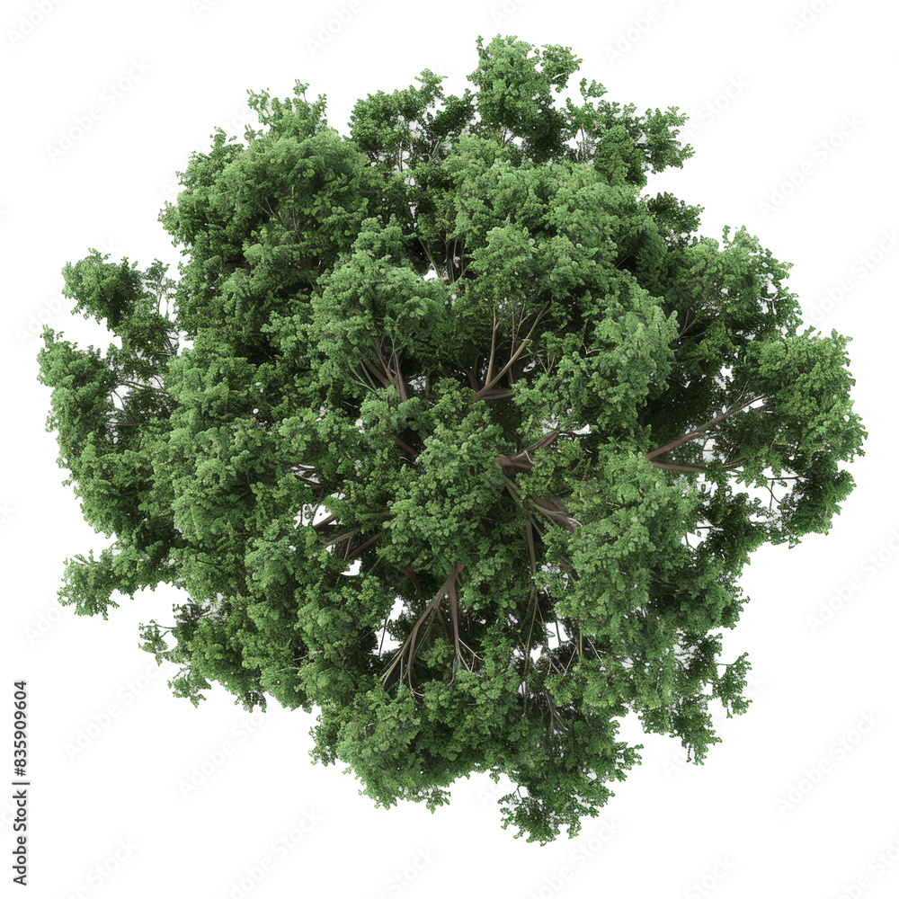Top View of Quercus Ilex Tree Isolated on Transparent or White ...