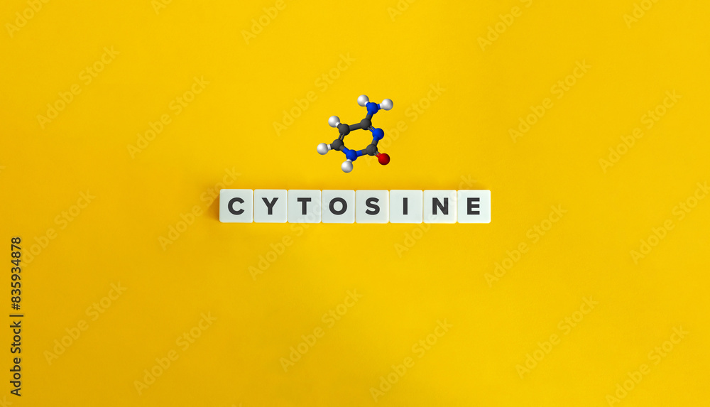 Cytosine Molecule and Ball-and-Stick Model. One of the Four Nucleobases ...