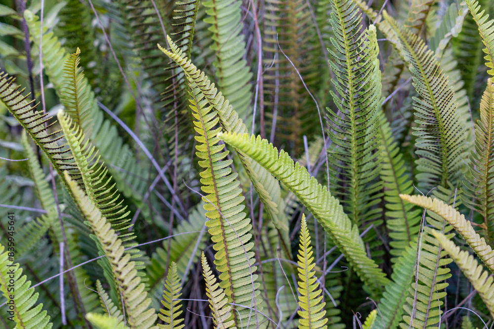Nephrolepis cordifolia is a fern native to the global tropics ...