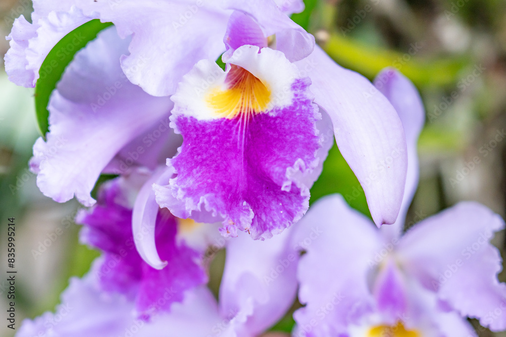 Cattleya trianae , also known as Flor de Mayo ("May flower") or ...