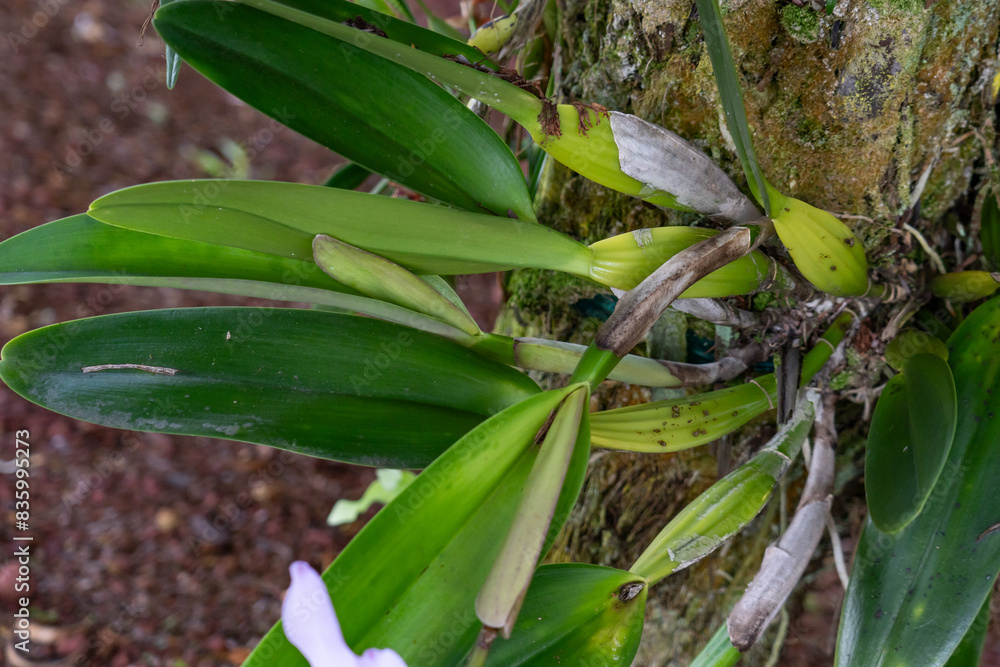 Cattleya trianae , also known as Flor de Mayo ("May flower") or ...