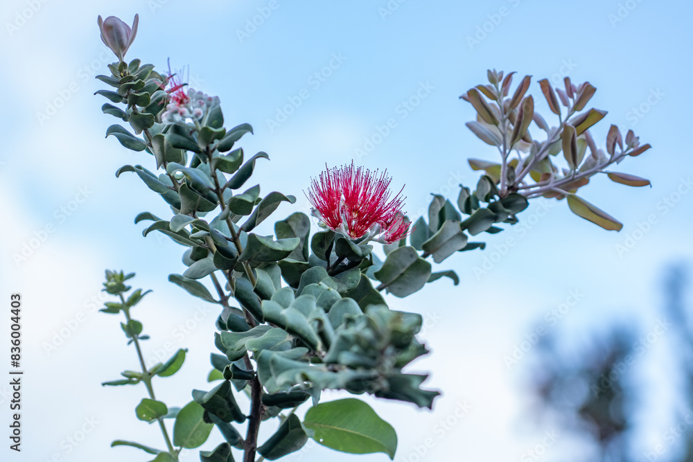 Metrosideros polymorpha, the ʻōhiʻa lehua, is a species of flowering ...