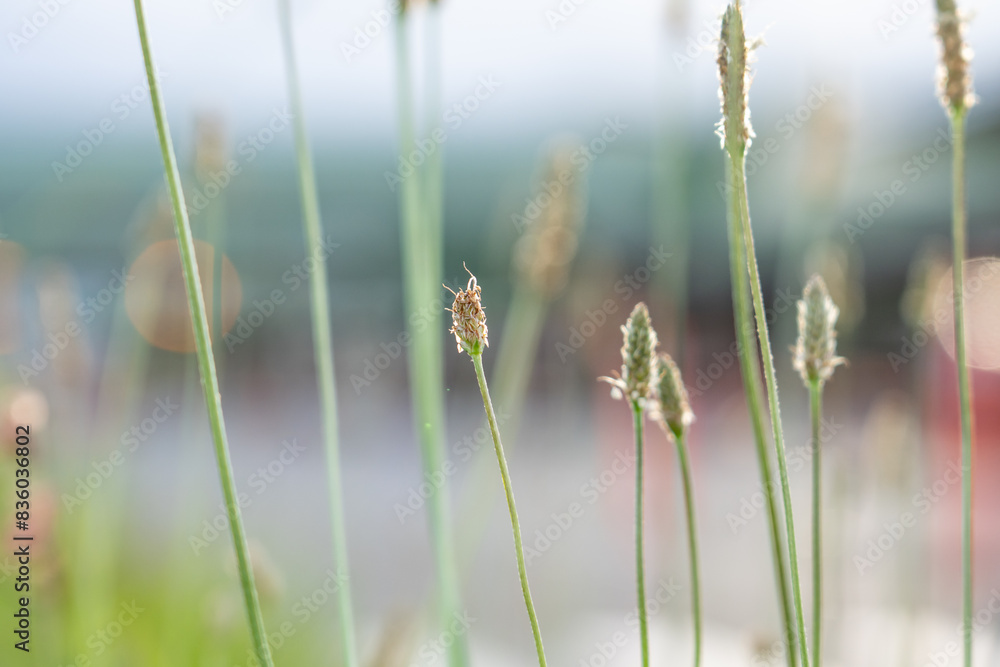 Plantago lanceolata is a species of flowering plant in the plantain ...