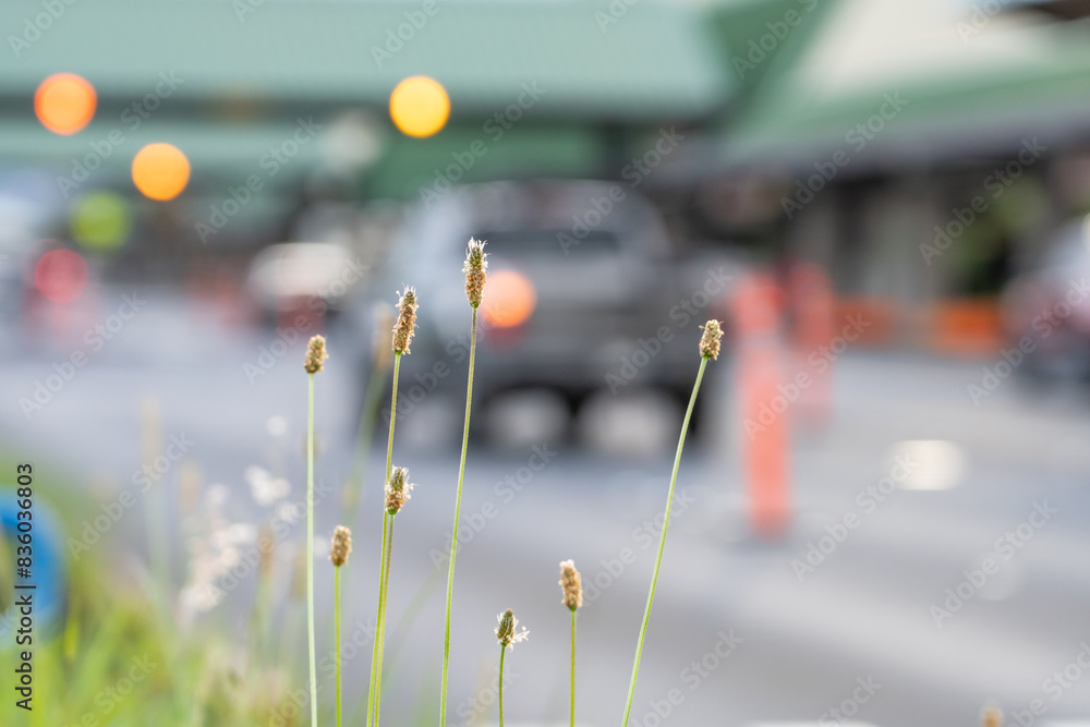 Plantago lanceolata is a species of flowering plant in the plantain ...