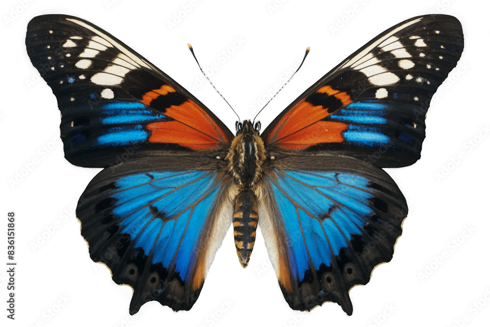 High-resolution image of a butterfly with open wings on a transparent ...