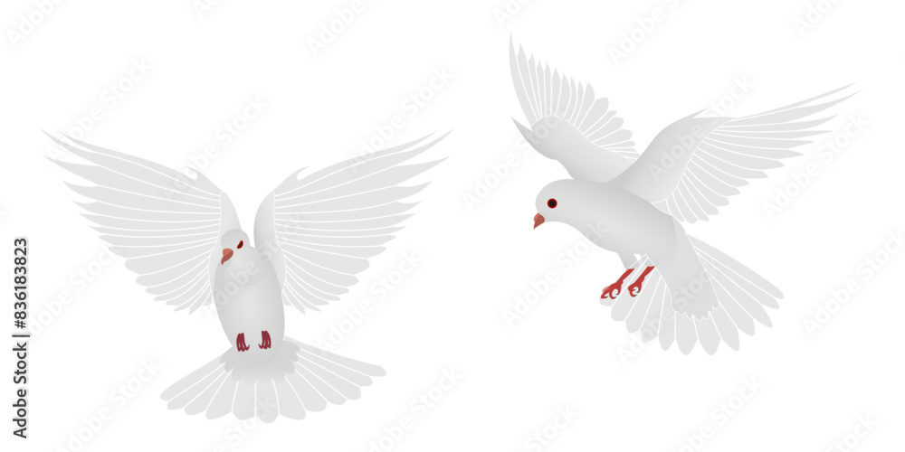 white dove flying vector set. front view and side view. vector ...