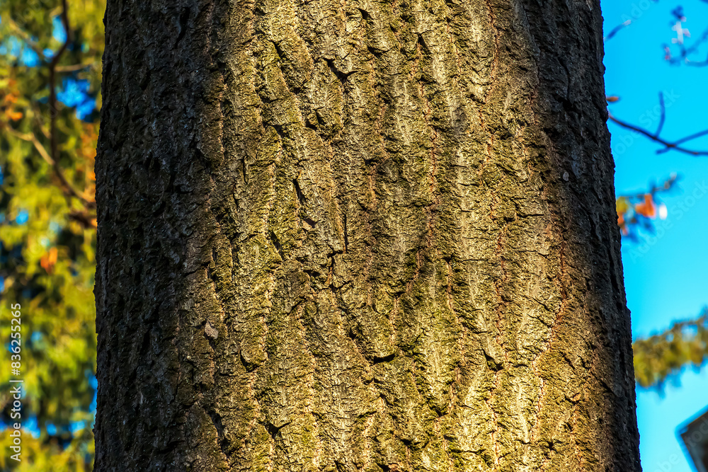 Bark of the Paulownia tomentosa tree. The princess or empress tree or ...