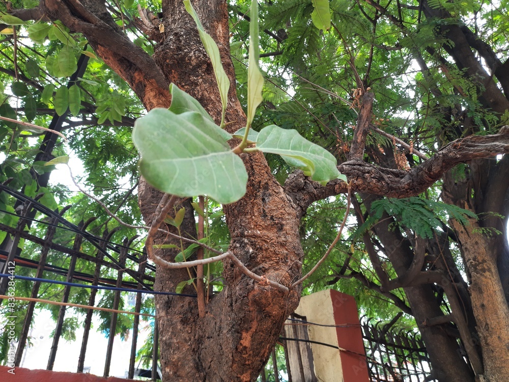 Banyan tree growing on another tree trunk. Its seeds germinate in the hollow of the trees and ...
