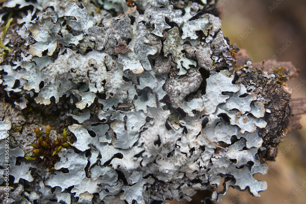 Parmelia sulcata is a species of lichen of the genus Parmelia (Parmelia ...