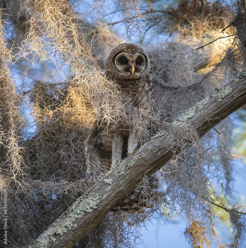 Foto de Baby Barred owlet sitting in pine tree at Okefenokee Swamp Tour ...