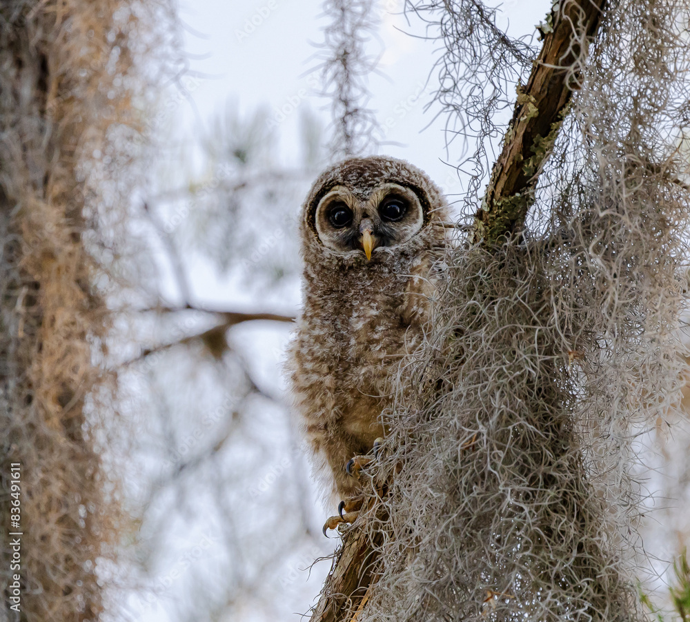 Baby Barred owlet sitting in pine tree at Okefenokee Swamp Tour as seen ...