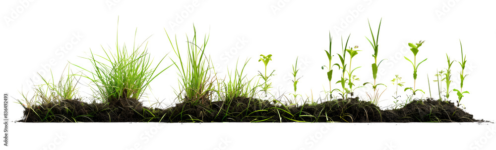 Growth of buffalo grass, a native prairie grass, known for its drought ...