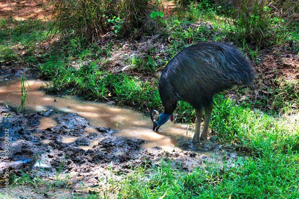 Southern cassowary: Large flightless bird, found in Australia and New ...