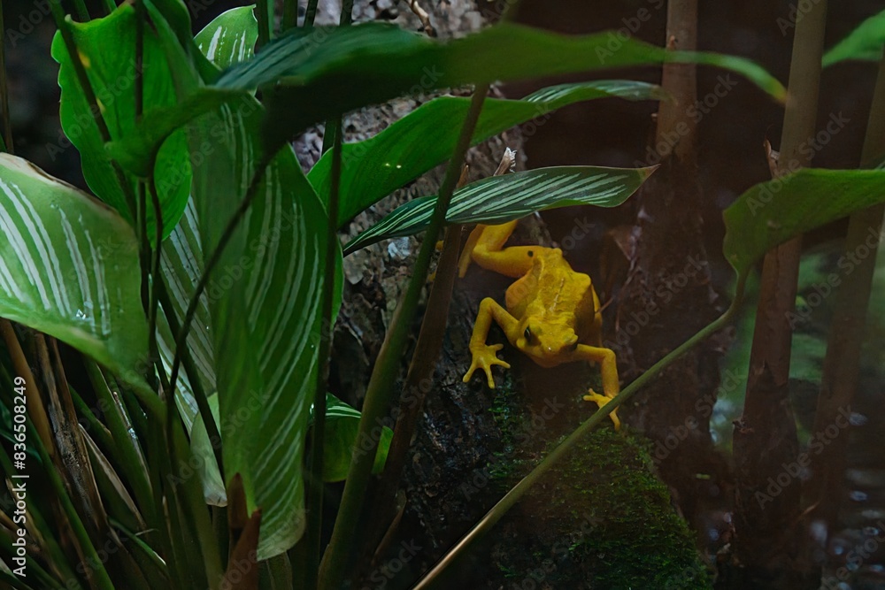 Panamanian golden frog: Critically endangered amphibian, symbol of ...