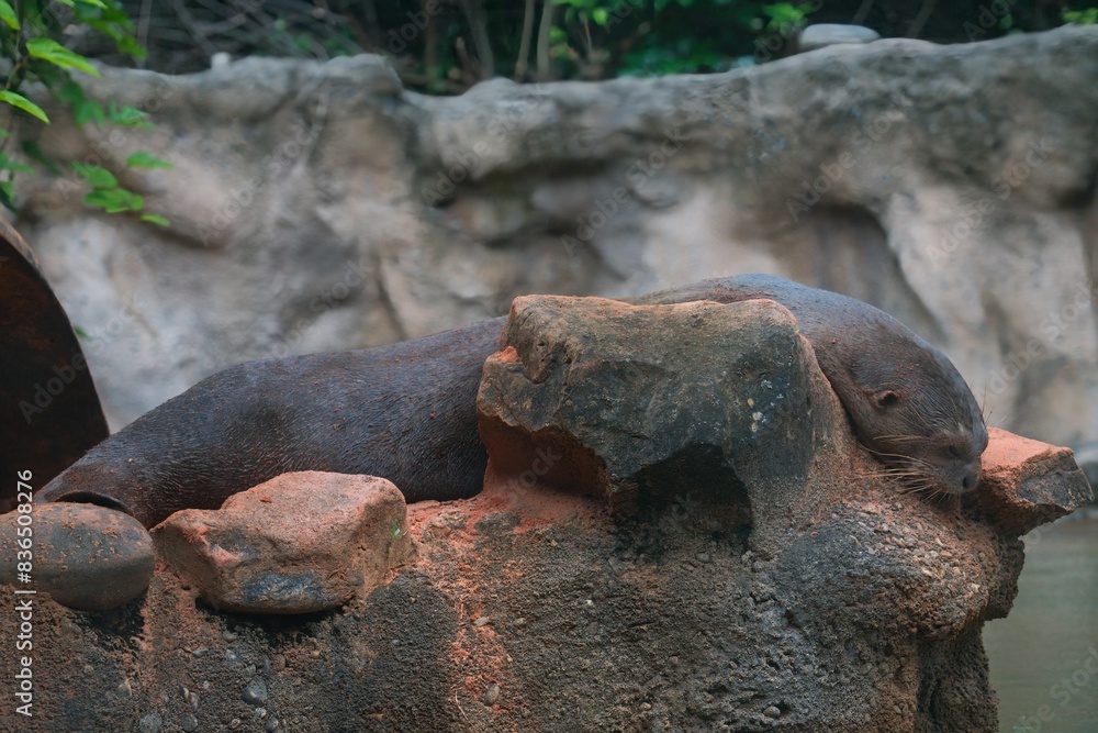 Otters are playful, semi-aquatic mammals known for their sleek bodies ...