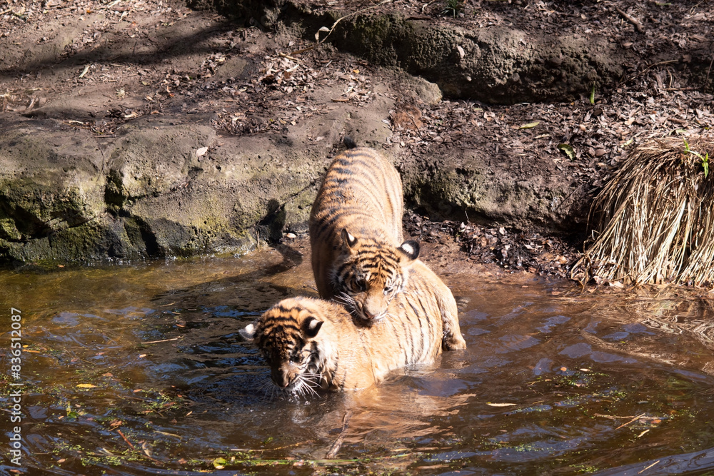 Young tigers have a coat of golden fur with dark stripes, the tiger is ...