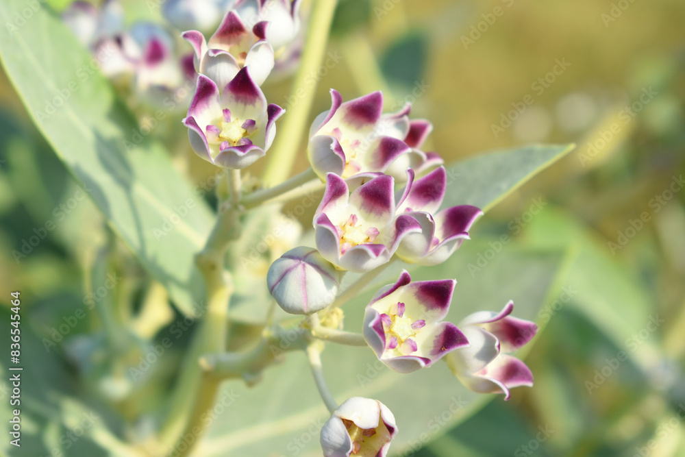 Calotropis procera flower closeup, Calotropis procera, Madar Plant With ...