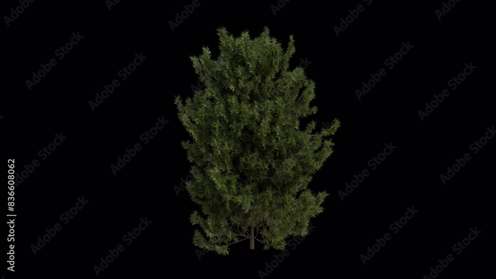 English yew Tree blowing in the wind. Wind blows the European yew Tree ...